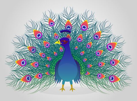 وکتور طاووس لایه باز [۳] - لدا شاپ